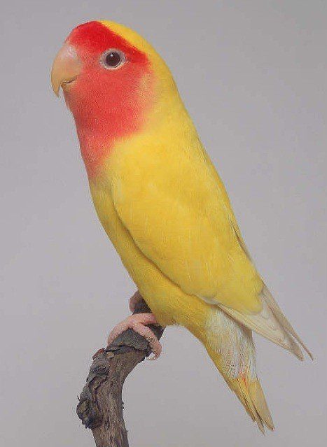 Agapornis roseicollis: características, tipos y cuidados >> 2025