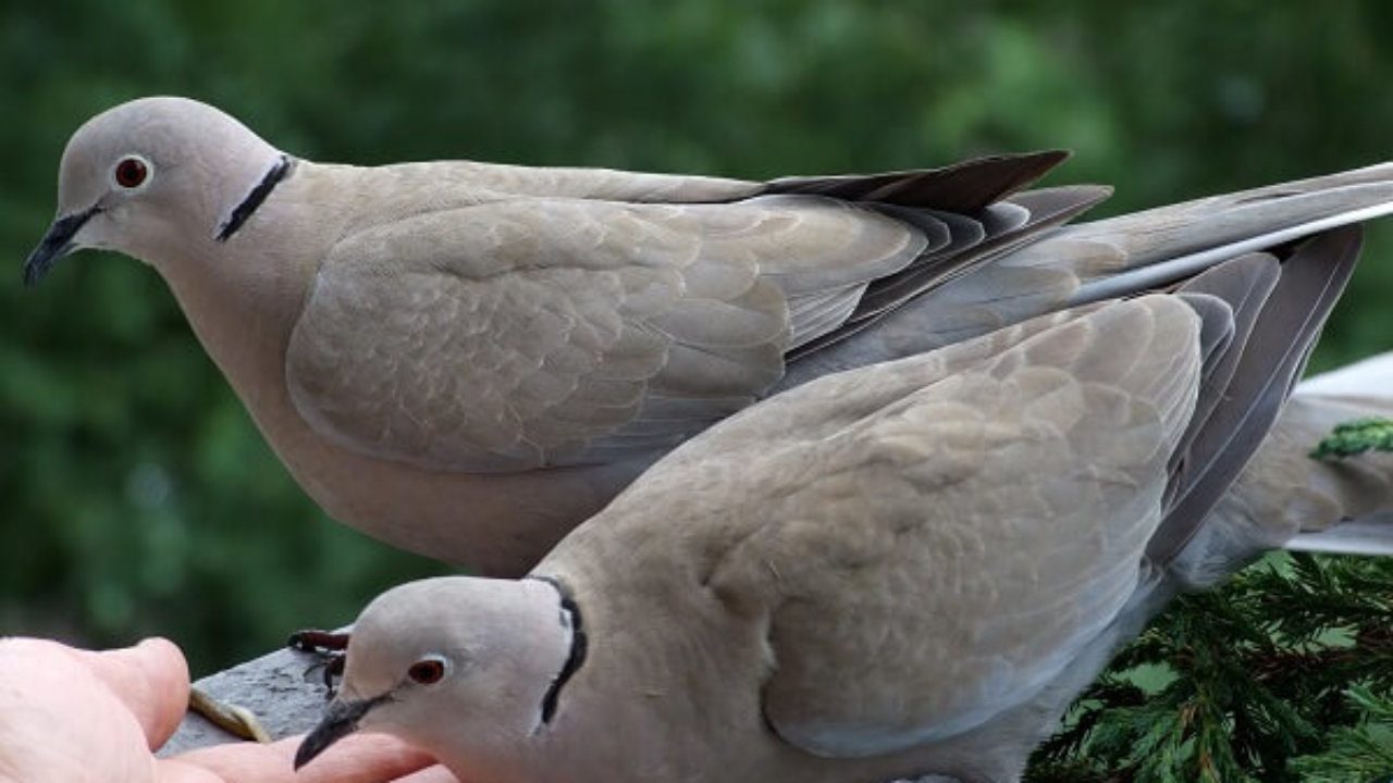 ¿Que comen las palomas?