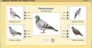¿Cuántos tipos de palomas existen?