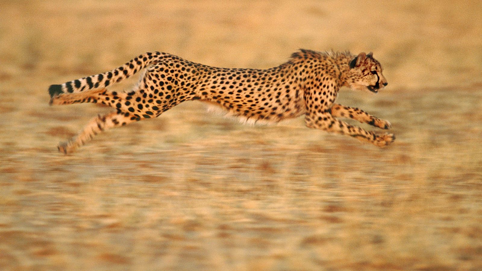 Qué animales son ágiles: Conoce las especies más veloces