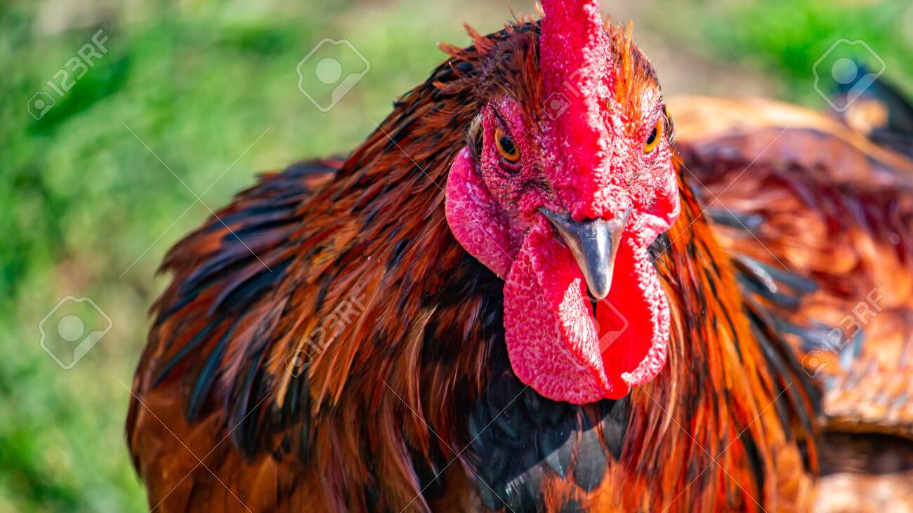 Qué color es la cresta del gallo: Descubriendo su significado