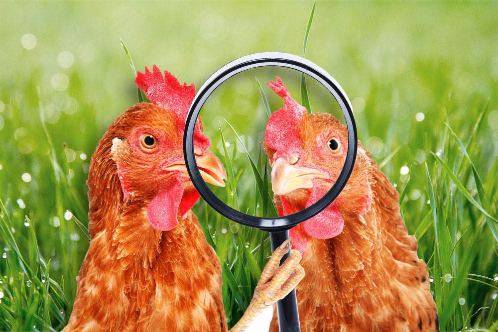 Cómo saber si es pollo de engorde