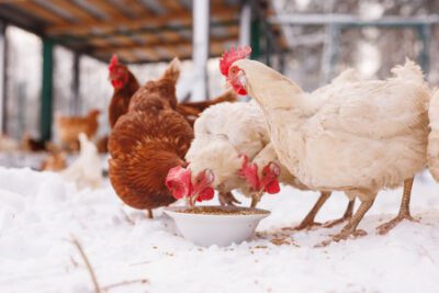Cuántas veces al día se les da de comer a los pollos