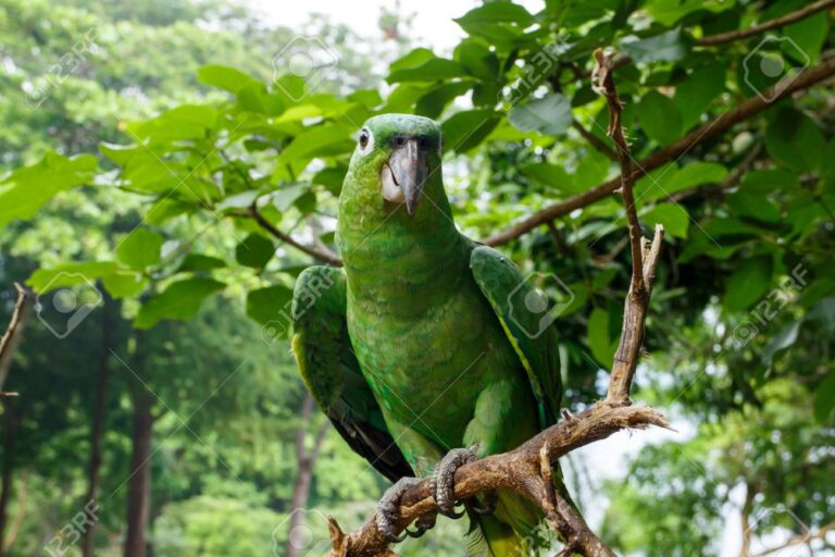 Qué pasa si compro un loro en México