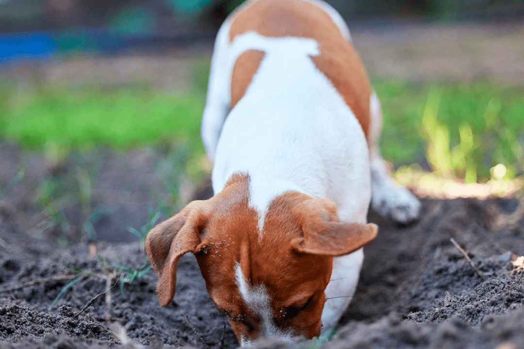 Qué significa que el perro rasque el piso