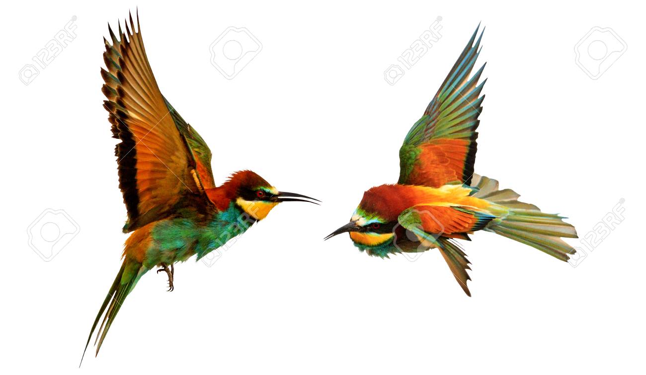 Pájaros: Descubre qué tipo de aves son