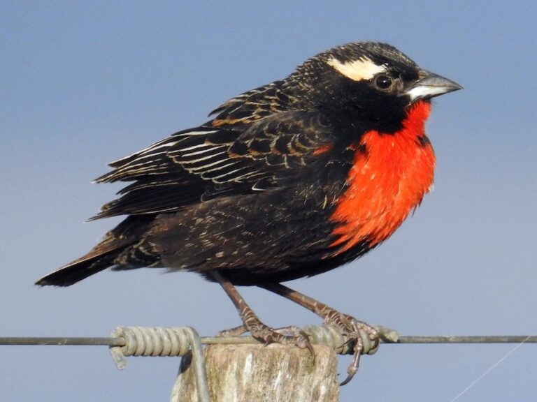 Qué significa ver un pájaro de pecho rojo