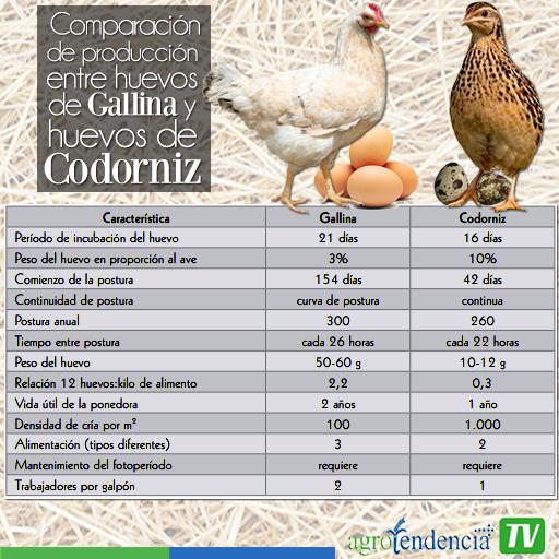 Qué es mejor el huevo de gallina o el huevo de codorniz
