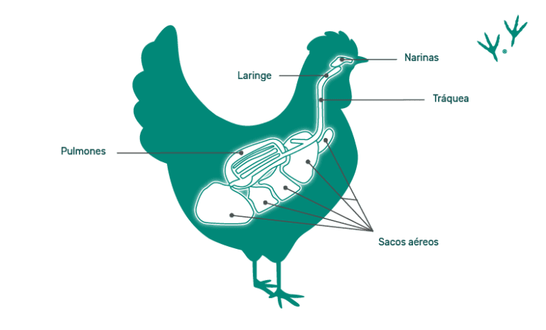 Cómo funciona el sistema digestivo de un pollo