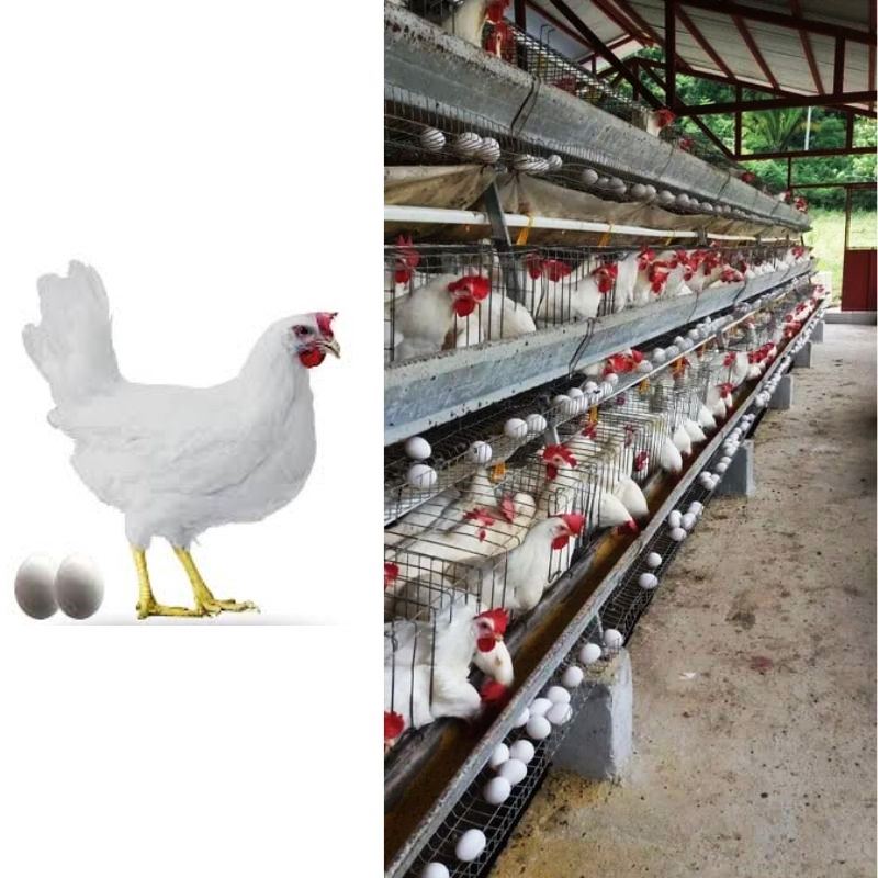 Qué gallina ponedora pone huevos blancos