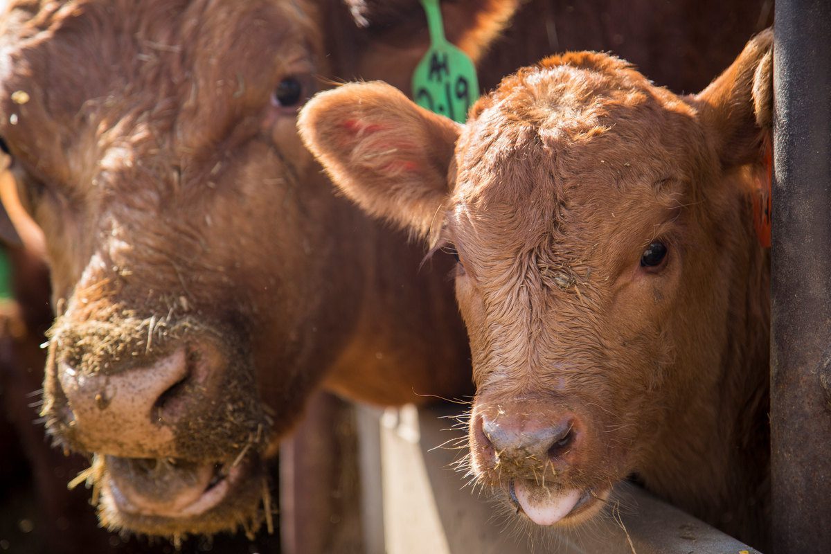 Qué es el estrés por calor en animales