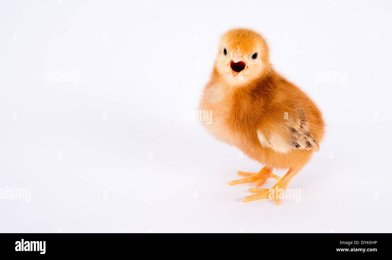 Cómo sexar pollitos Rhode Island Red