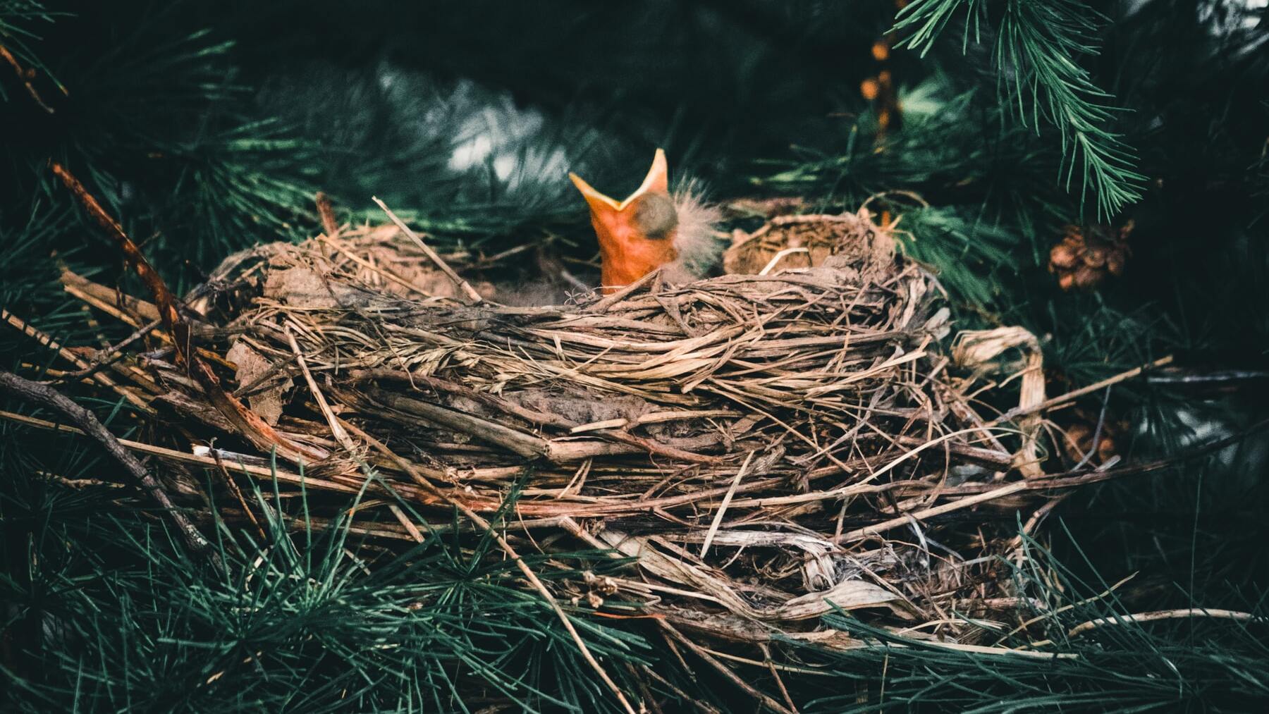 Qué significa que un pájaro hace su nido en tu casa