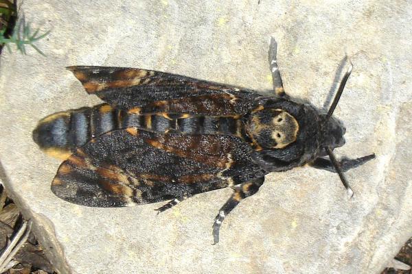 Qué significa polilla con calavera