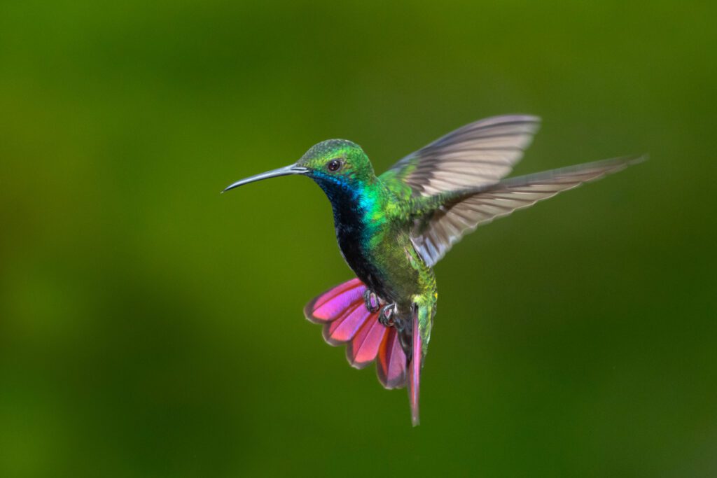 Qué significa que te visita el colibrí