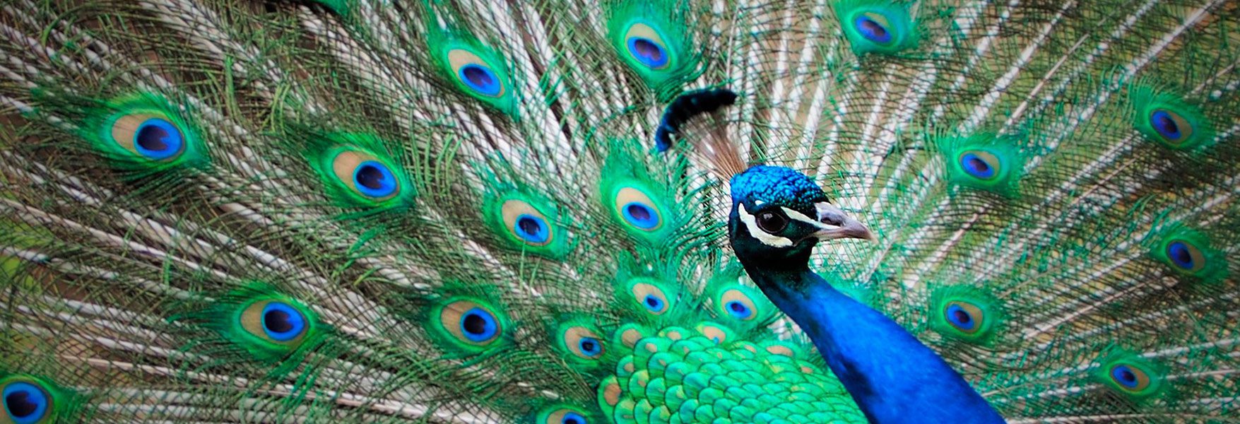 Qué colores son el pavo: Descubriendo su plumaje