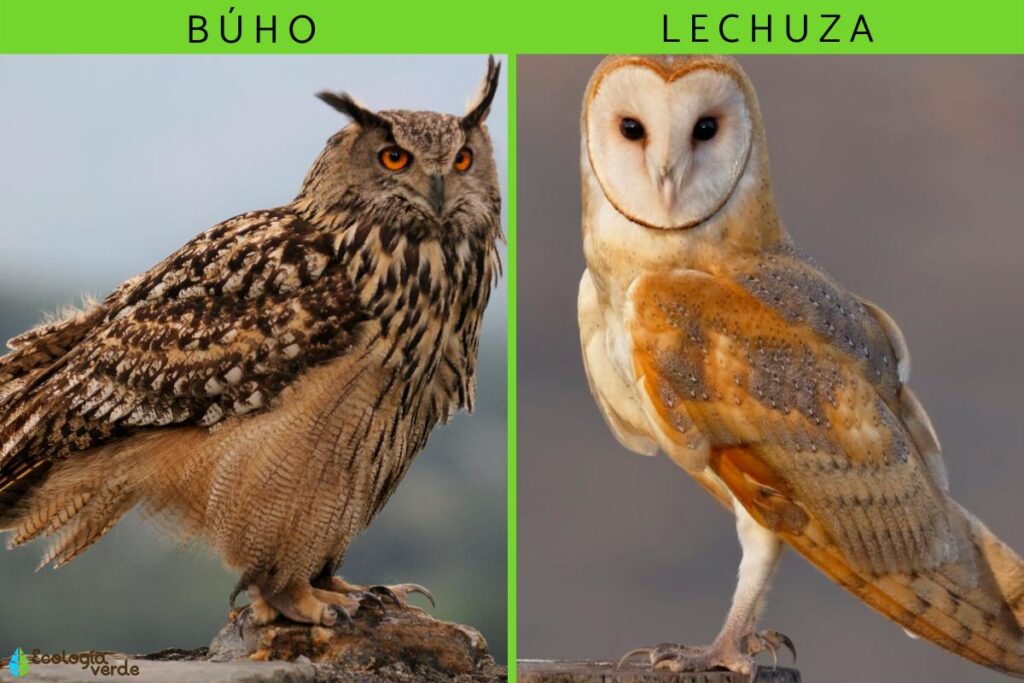 Qué diferencia hay entre un búho y una lechuza y un tecolote