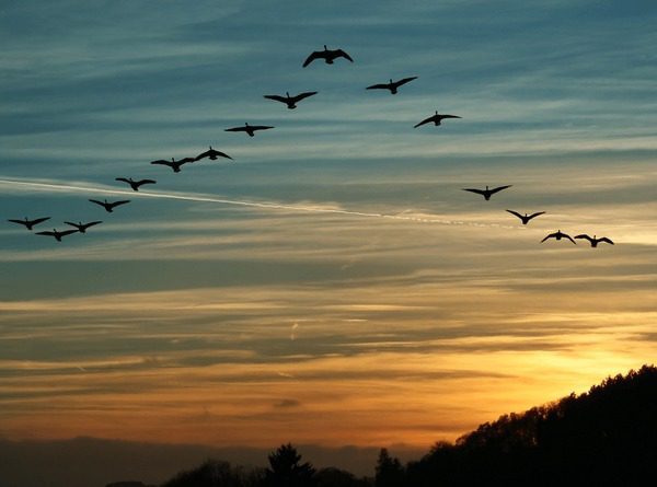 Qué especies de aves migran: Guía Completa