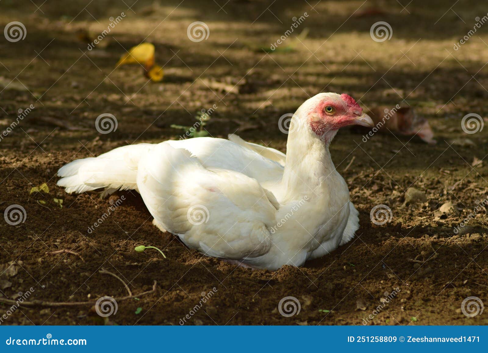Cuando una gallina está echada: Comportamiento y Cuidados