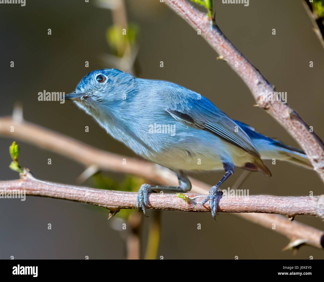 Qué Pájaro es Azul y Gris: Identificación y Curiosidades