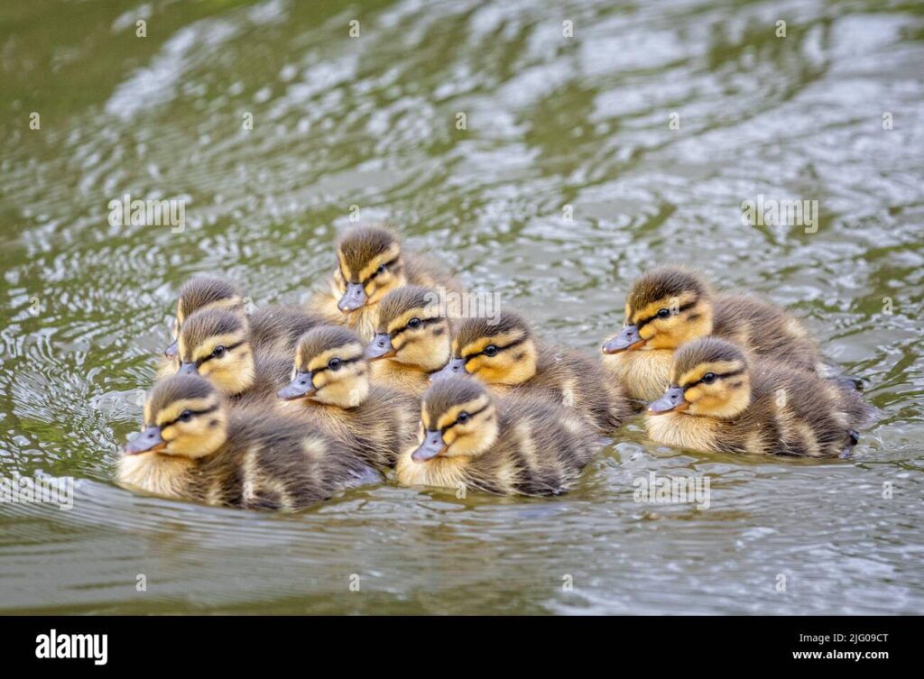 Cómo son los patos y cómo son los gansos