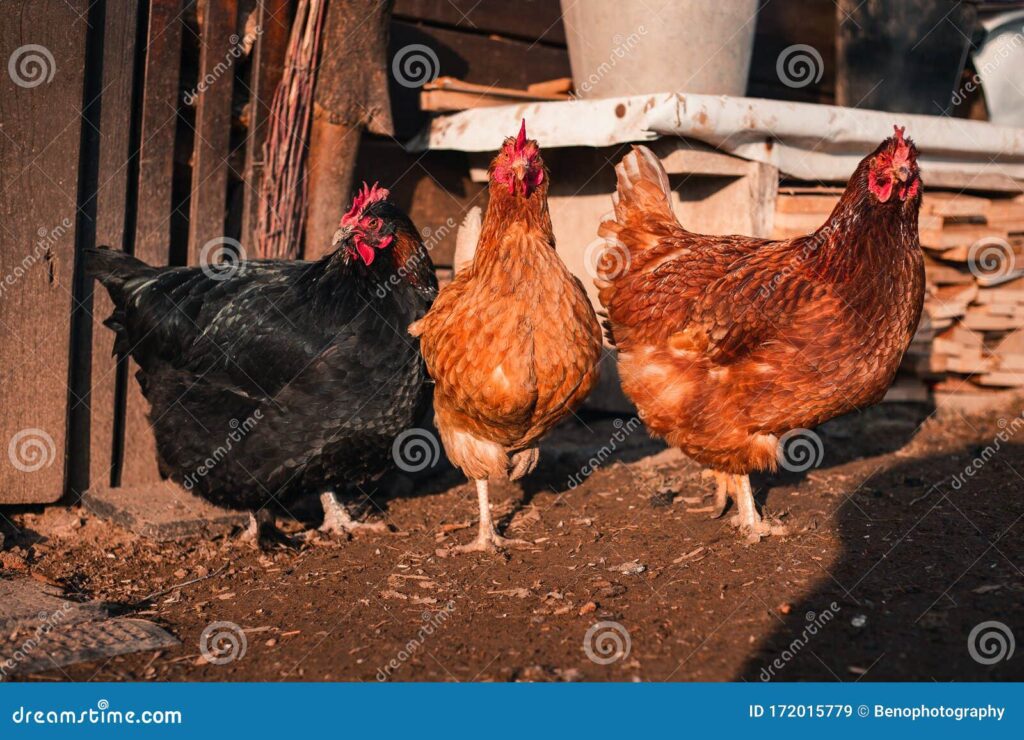Cuando las gallinas dejan de poner huevos