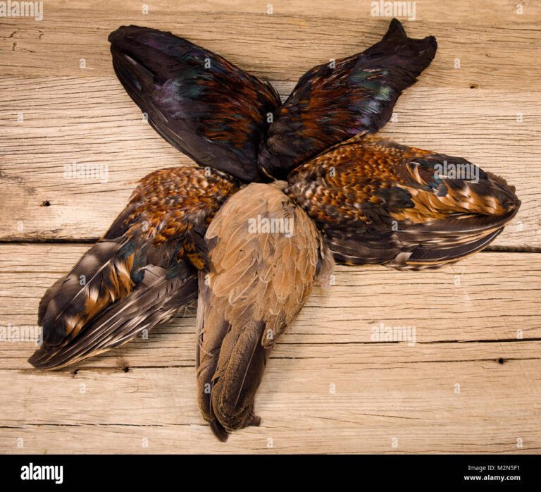 Cuántas alas tiene una gallina: Descubriendo la anatomía aviar