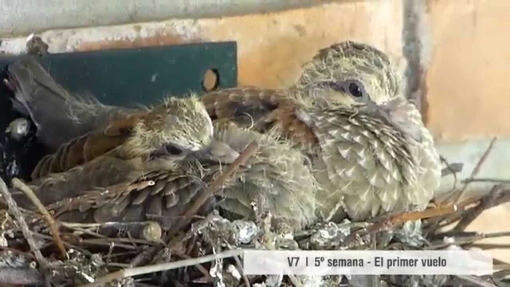Cuándo dejan el nido los pichones de torcaza