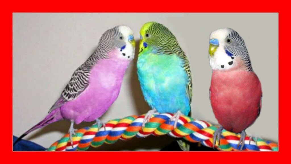 Cómo son los periquitos del amor: Características y cuidados
