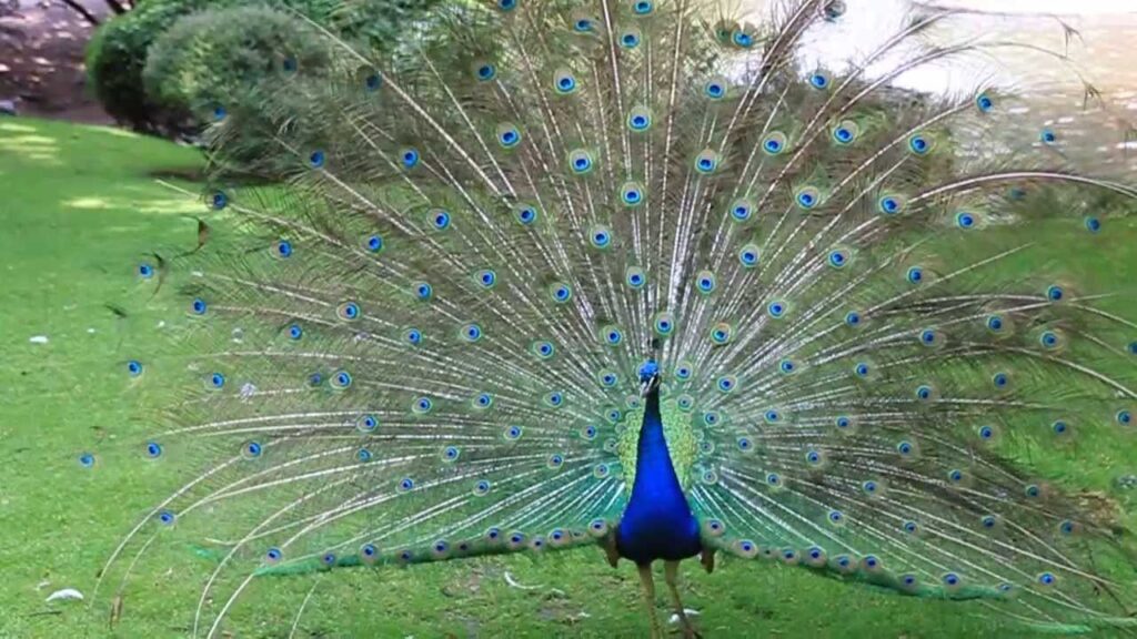 Qué significa el pavo real en el Feng Shui