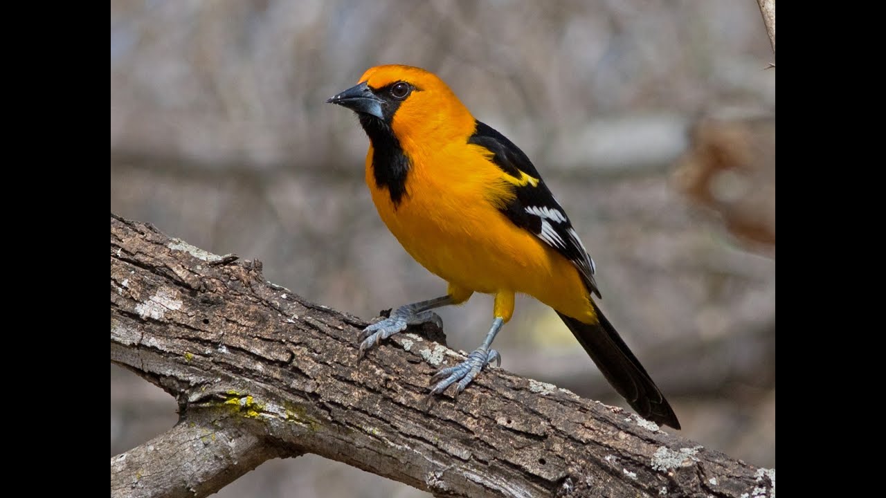Cómo canta la calandria amarilla: Un fenómeno natural