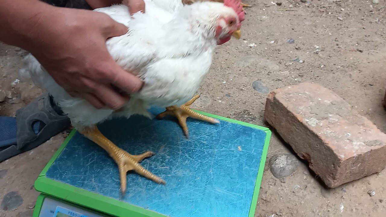 Qué raza es el pollo doble pechuga