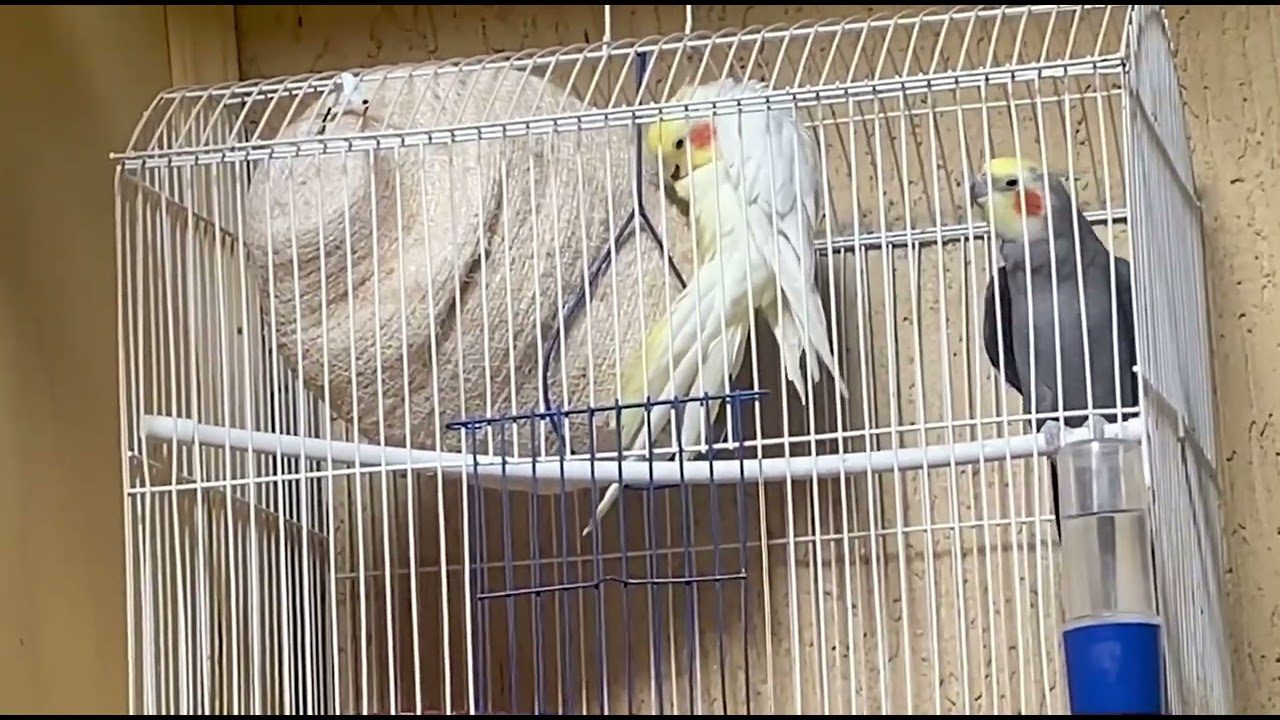 Qué significa que mi ninfa cante mucho