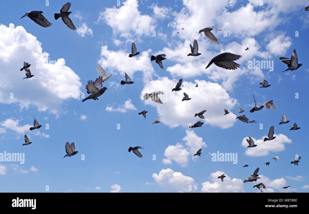 Qué significa soñar con palomas en el cielo