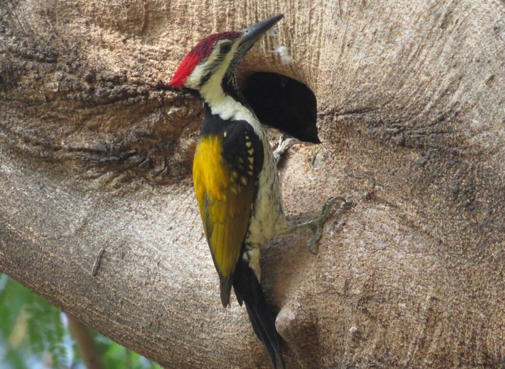 Dónde vive el pájaro carpintero para niños