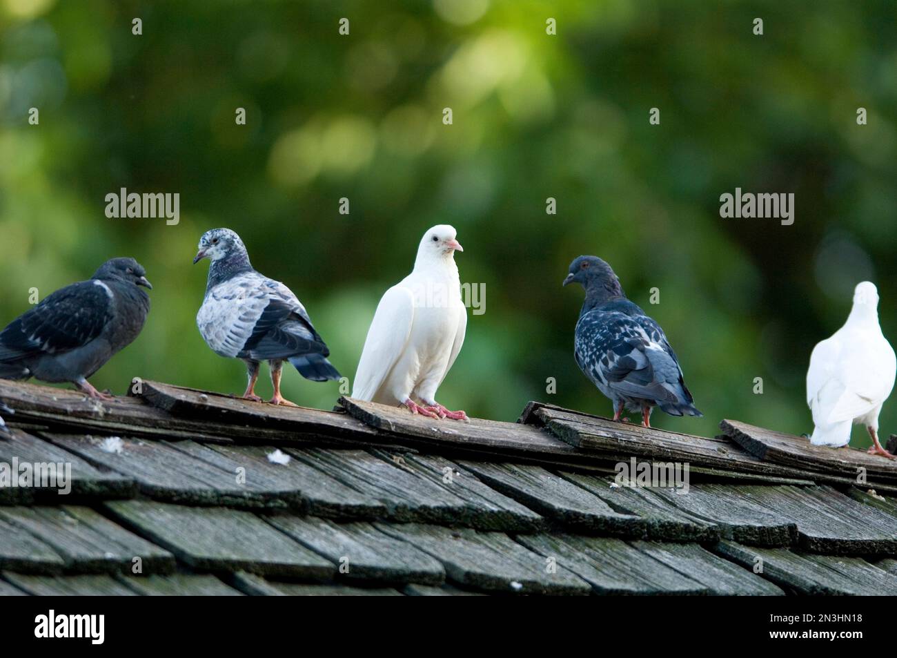 Dónde están las palomas por la noche