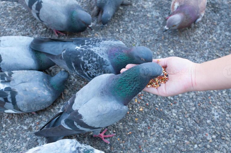Qué verduras pueden comer las palomas