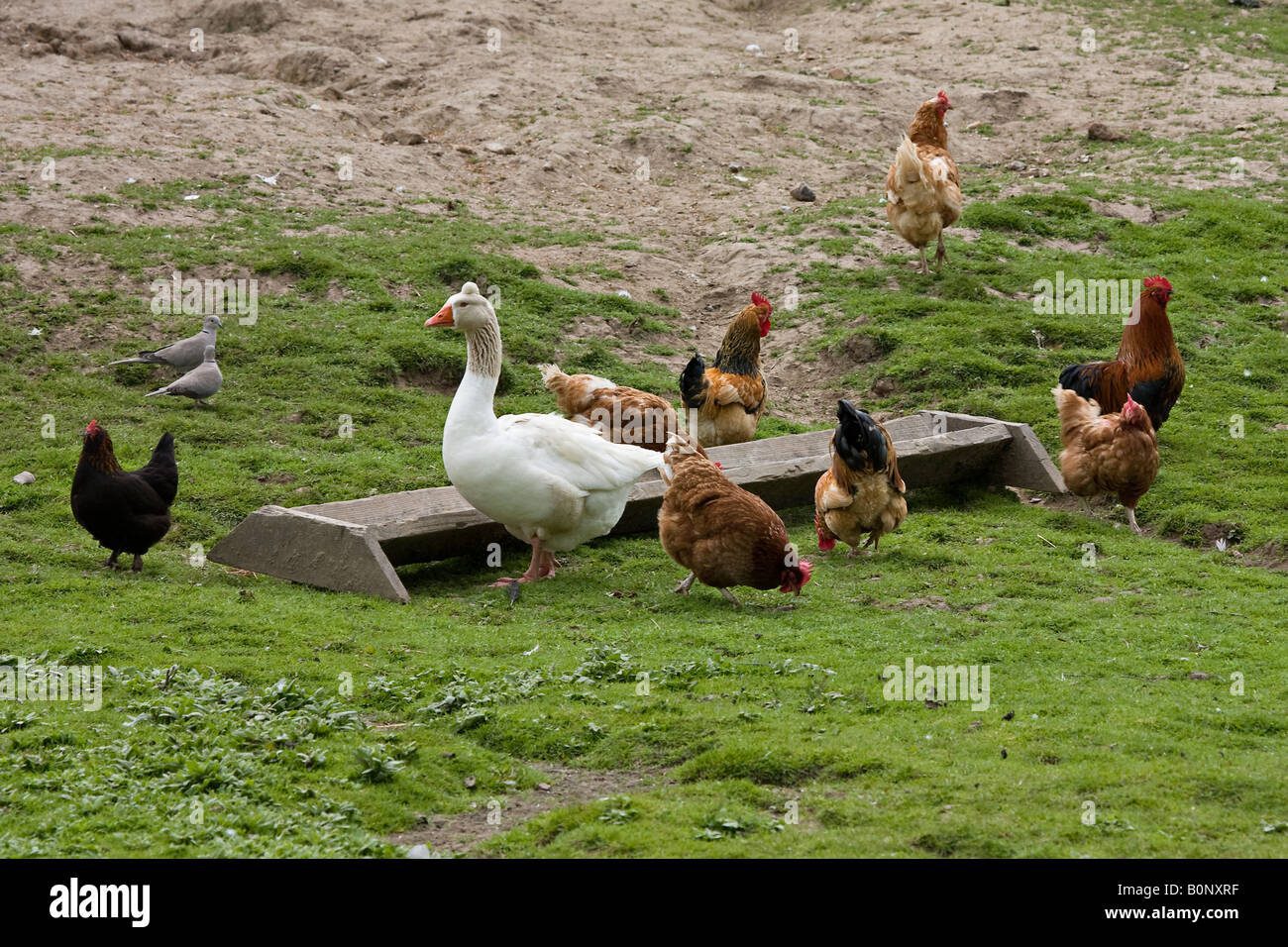 Qué sale del cruce de pato y gallina