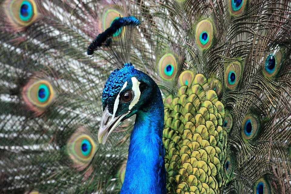 Qué colores son el pavo: Descubriendo su plumaje