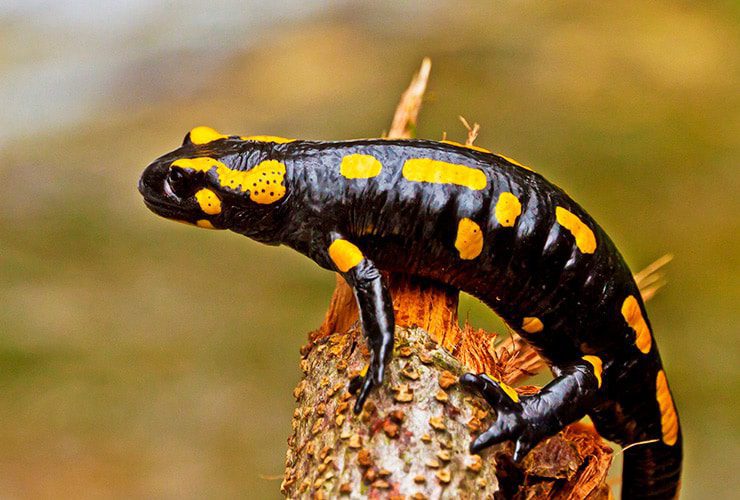 Cuáles animales se reproducen de manera asexual