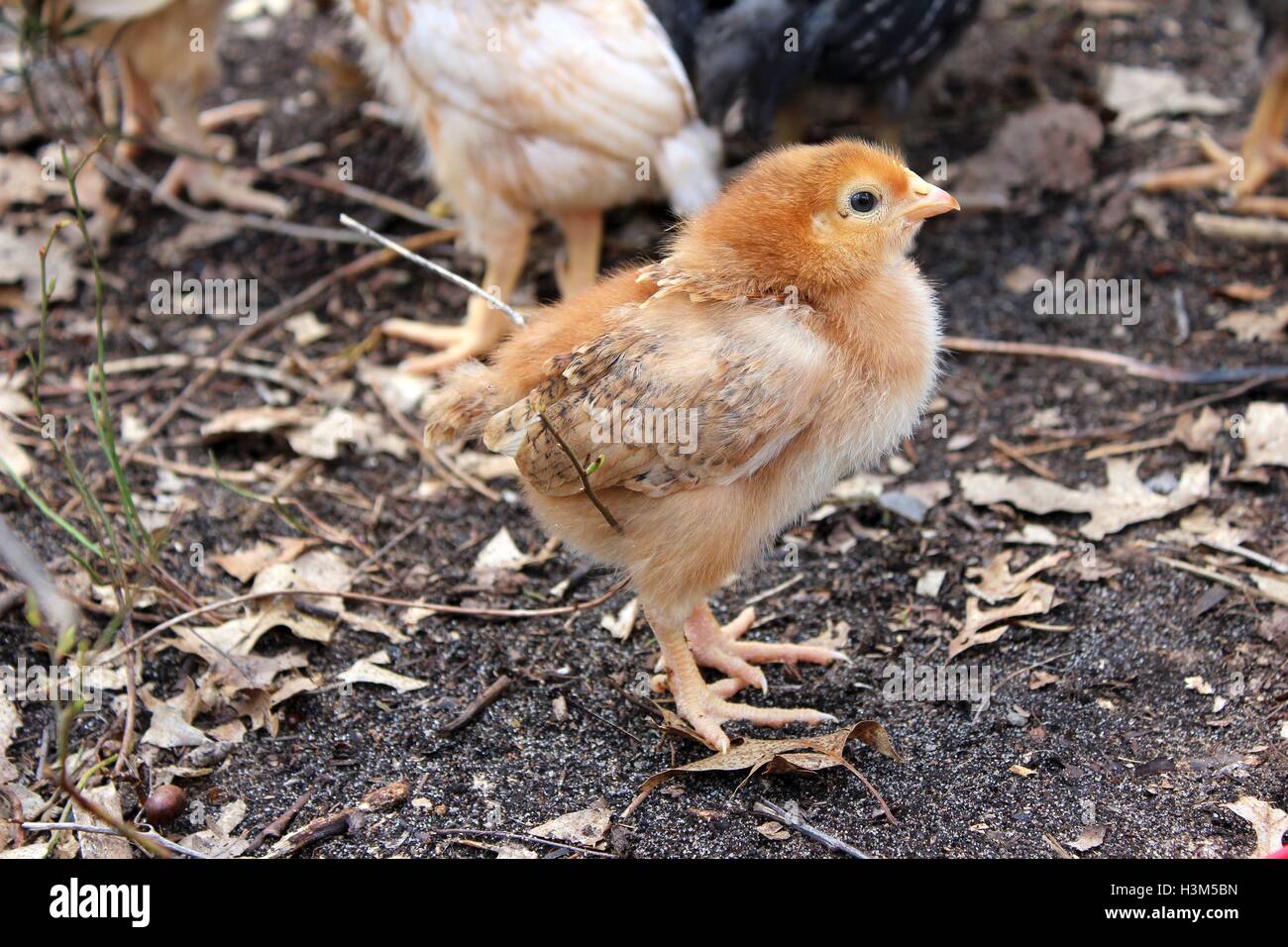Cómo sexar pollitos Rhode Island Red