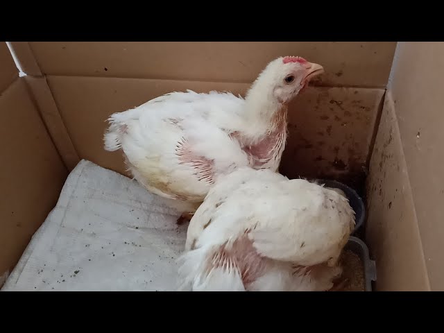 Qué raza es el pollo doble pechuga