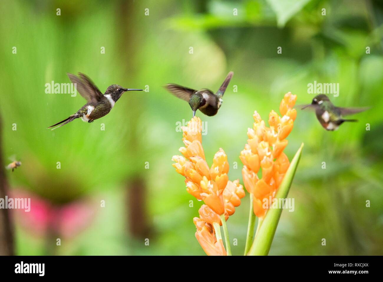 Cómo atraer a los colibríes a mi jardín