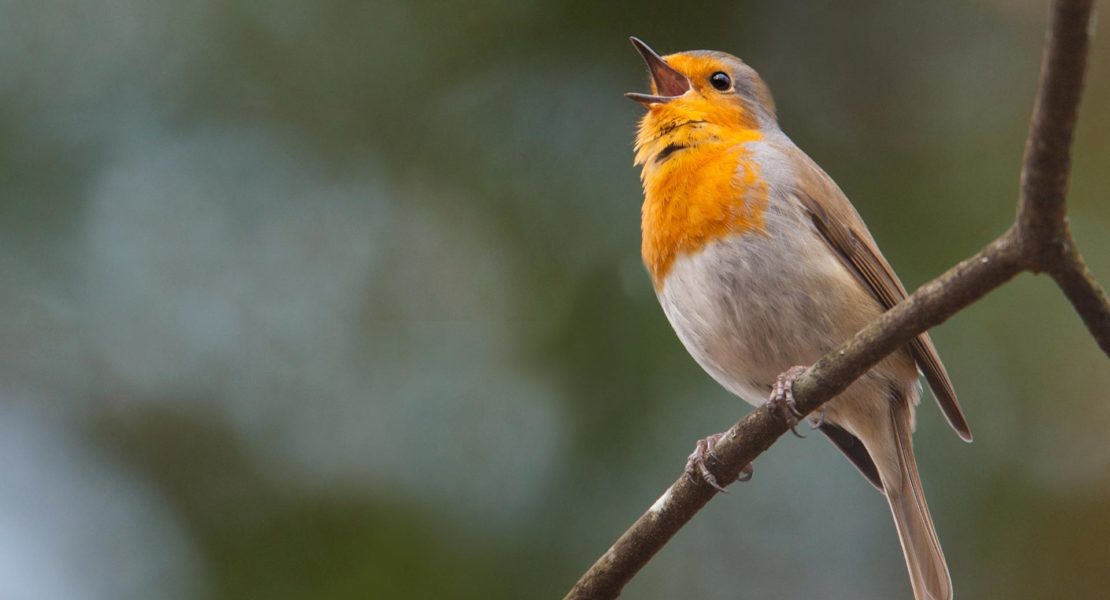 Cómo saber qué pájaro es por su canto