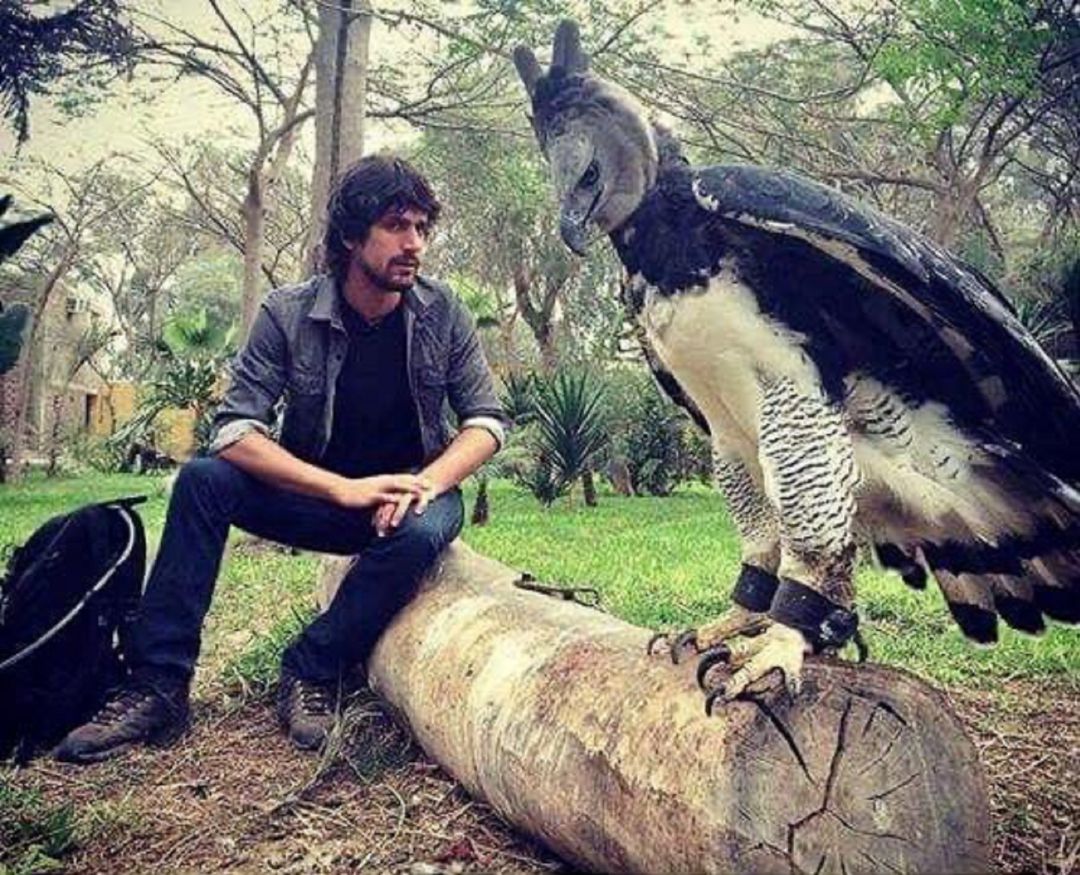 Águila arpía: Descubre su imponente tamaño