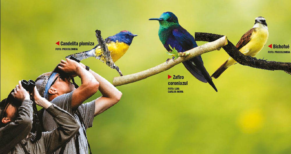 Cómo realizar un avistamiento de aves