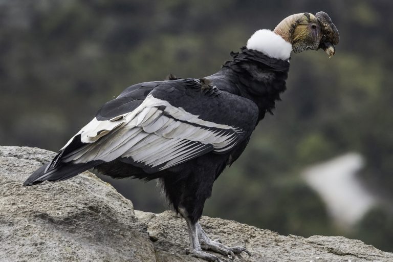 Qué tan alto vuela el cóndor de los Andes