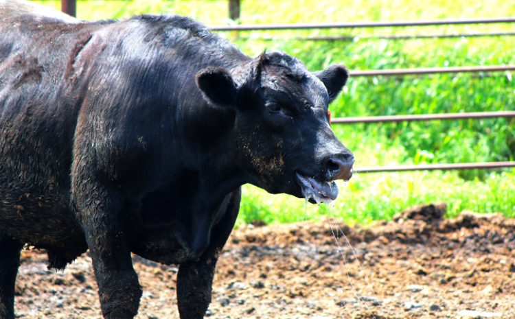 Cómo identificar un animal con estrés calórico