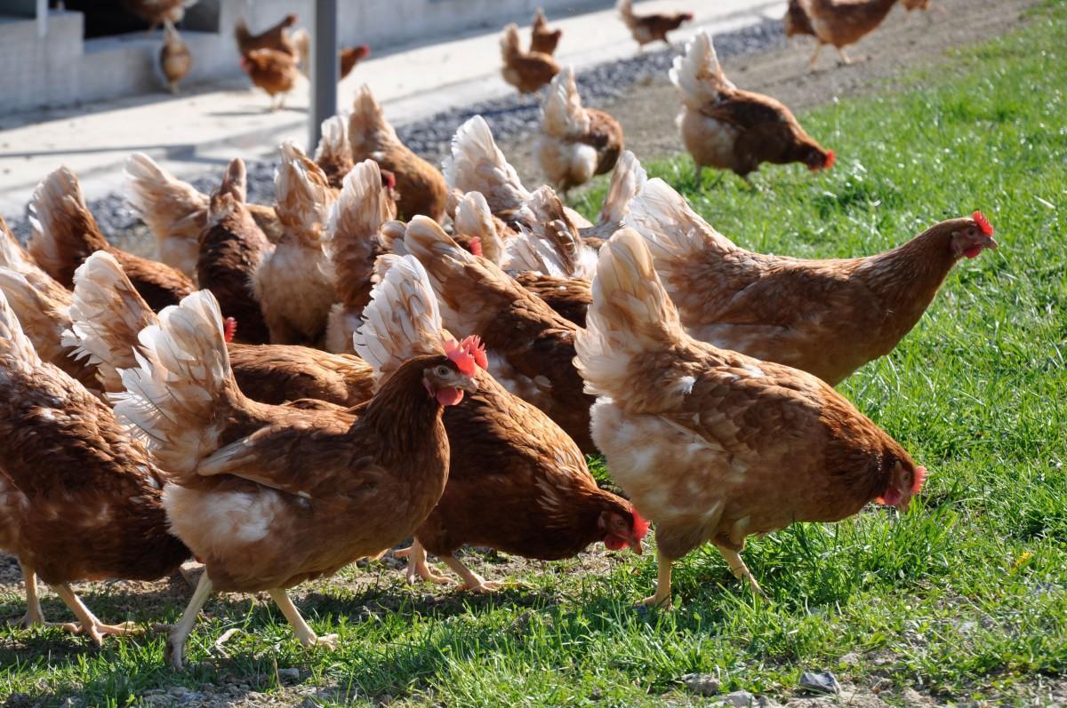 Qué significa la expresión mi pollo