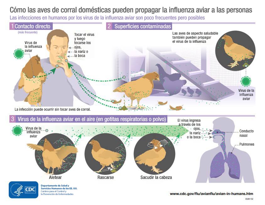 Influenza Aviar Tipo A: Conoce sus Características